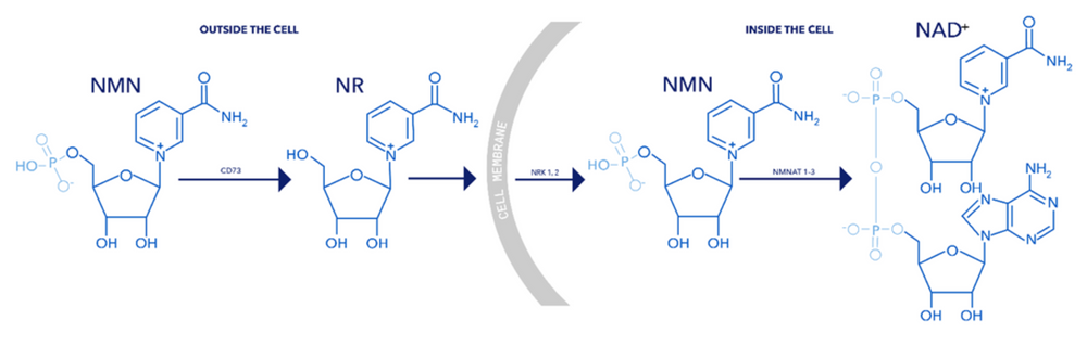 What Are NAD+ Precursors? How the Body Makes NAD+ | AboutNAD